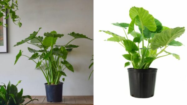 Cây ráy voi là cây gì? Đặc điểm, ý nghĩa của loài cây này