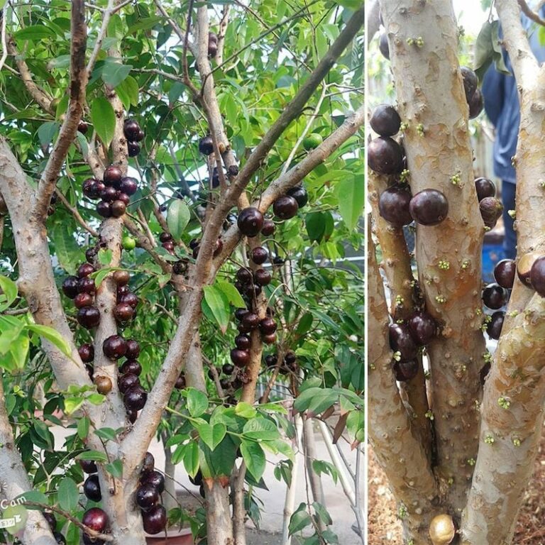 Cây nho thân gỗ tứ quý: Đặc điểm, cách trồng và chăm sóc
